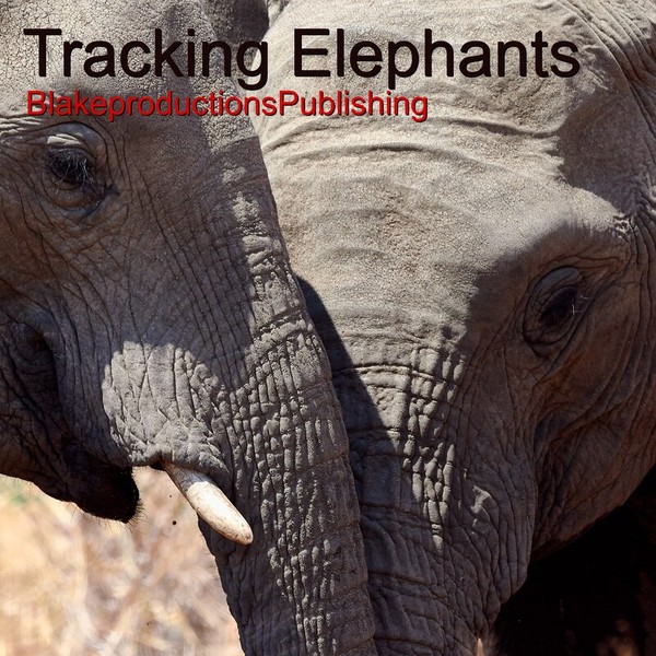 Tracking Elephants MP3 Song Download ＆ Tracking Elephants Song MP3 Song ...
